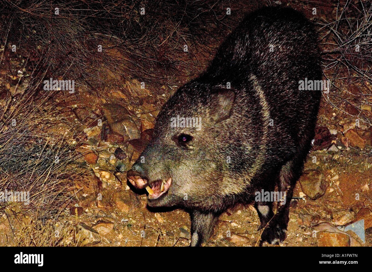 collared peccary Dicotyles tajacu or javelina roam the semidesert area ...
