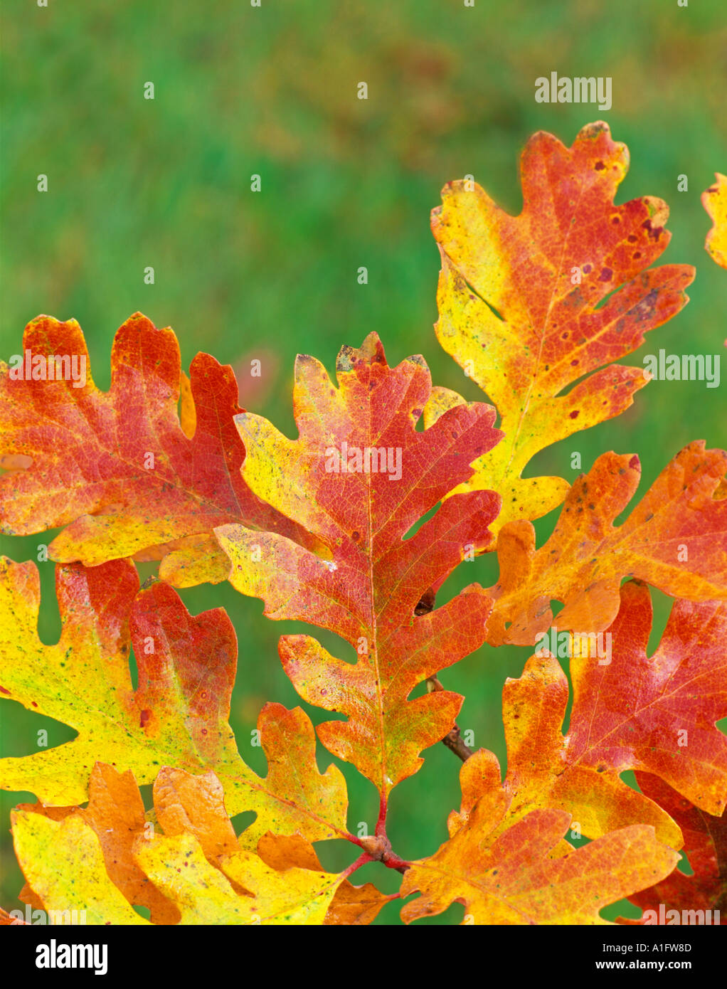 Fall colored White Oaok leaves as seen through blurred leaves Near ...