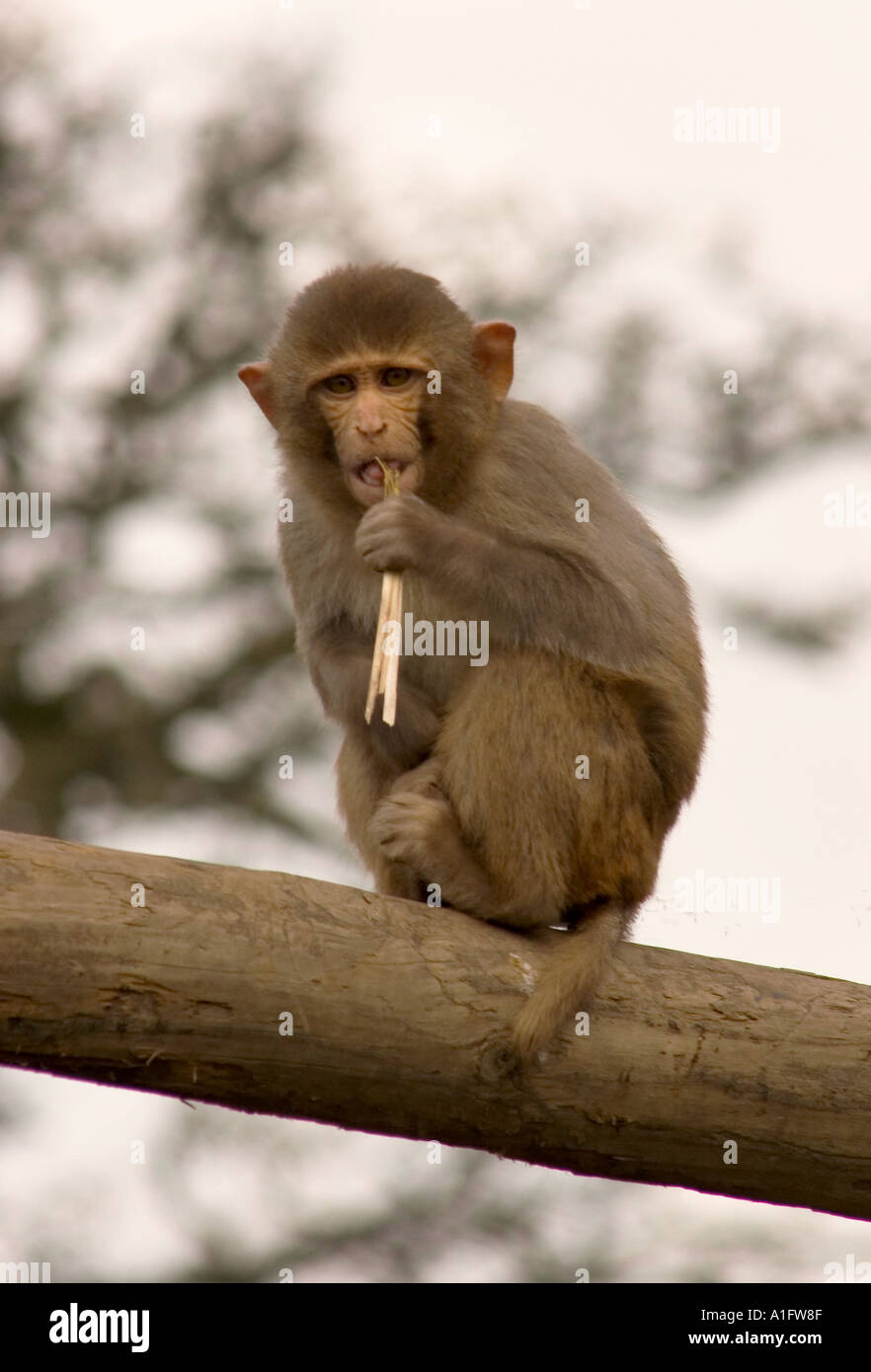 monkey chewing on a stick Stock Photo - Alamy