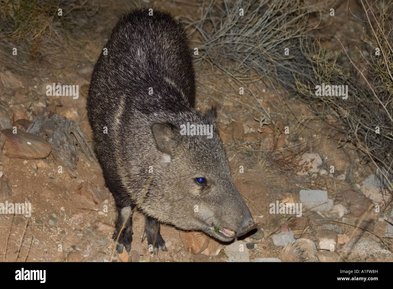 Wild pig in arizona hi-res stock photography and images - Alamy