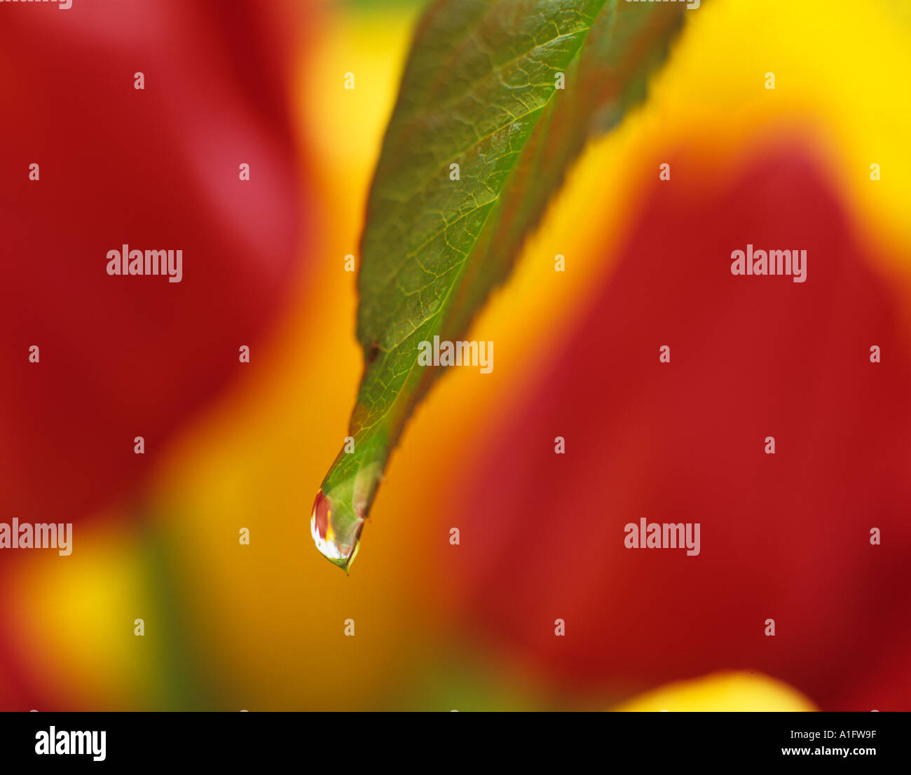 Flowers dripping water from leaves hi-res stock photography and images ...
