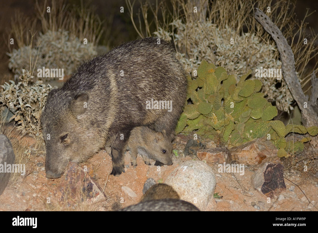 Wild pig in arizona hi-res stock photography and images - Alamy