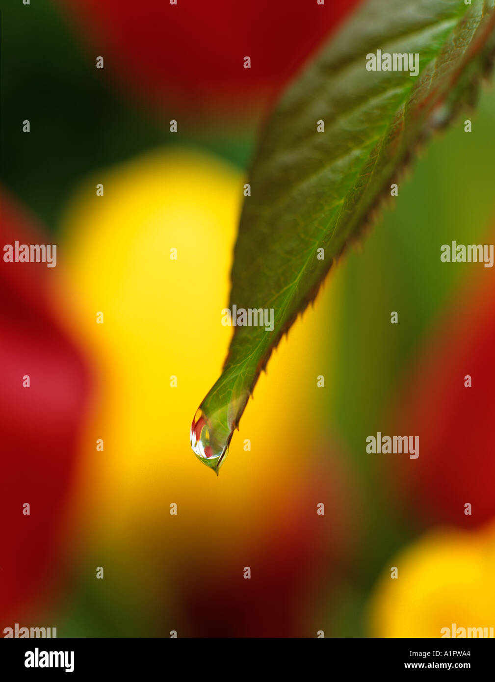Flowers dripping water from leaves hi-res stock photography and images ...