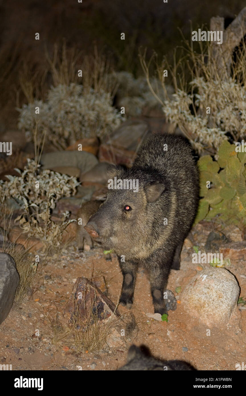 Wild pig in arizona hi-res stock photography and images - Alamy