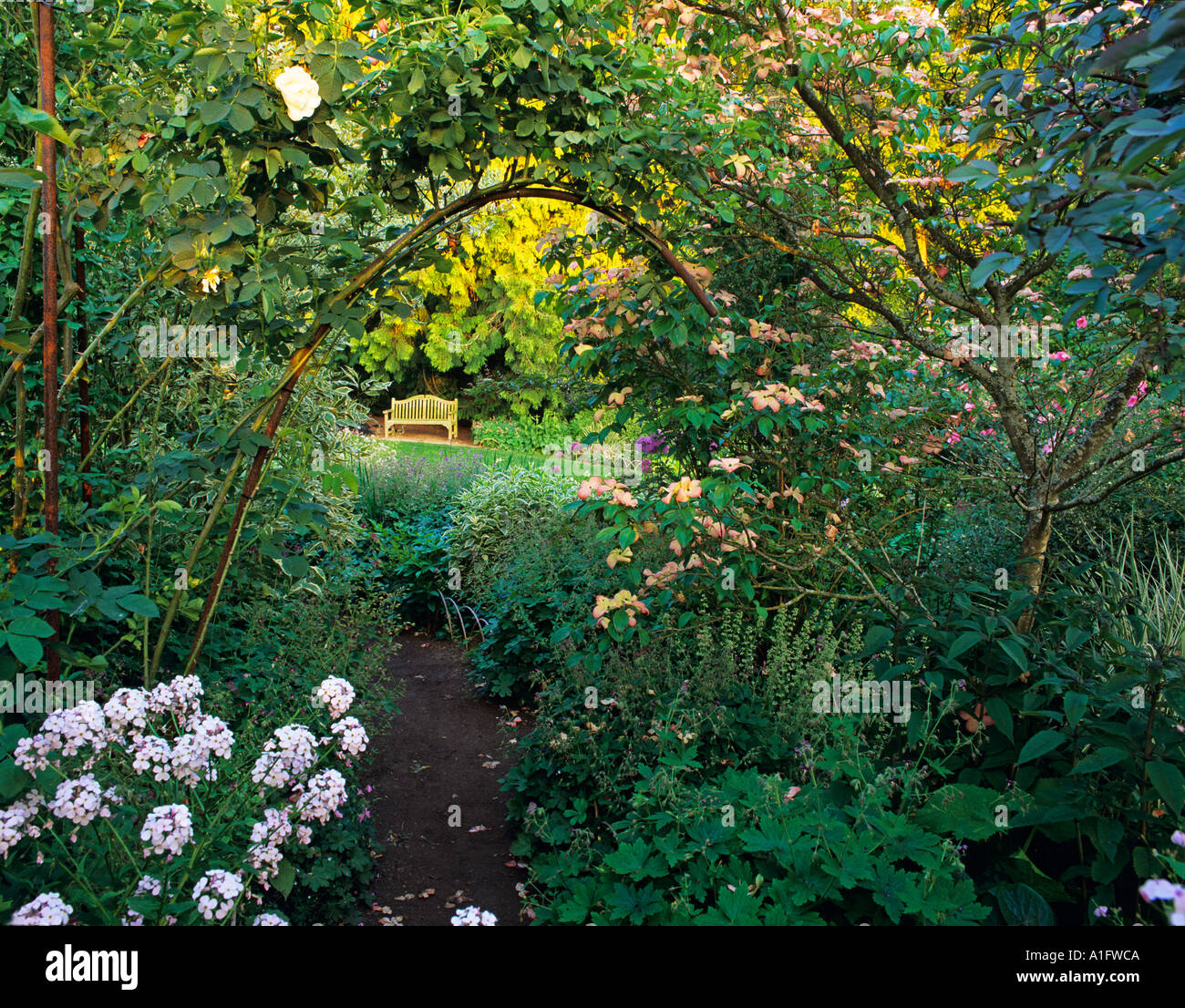 Path with dogwood rose vine and bench Bellevue Botanical Garden ...