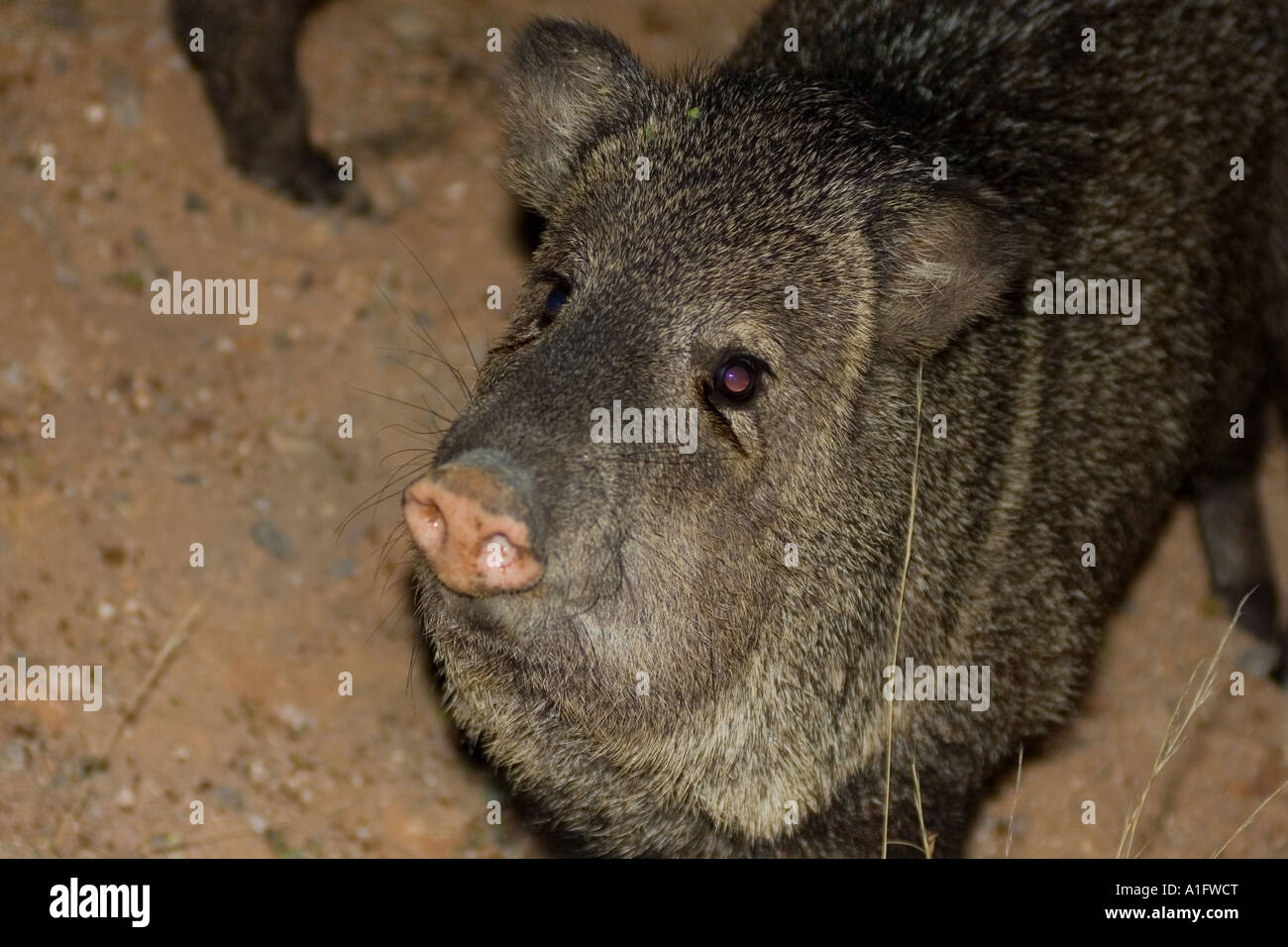 Wild pig in arizona hi-res stock photography and images - Alamy