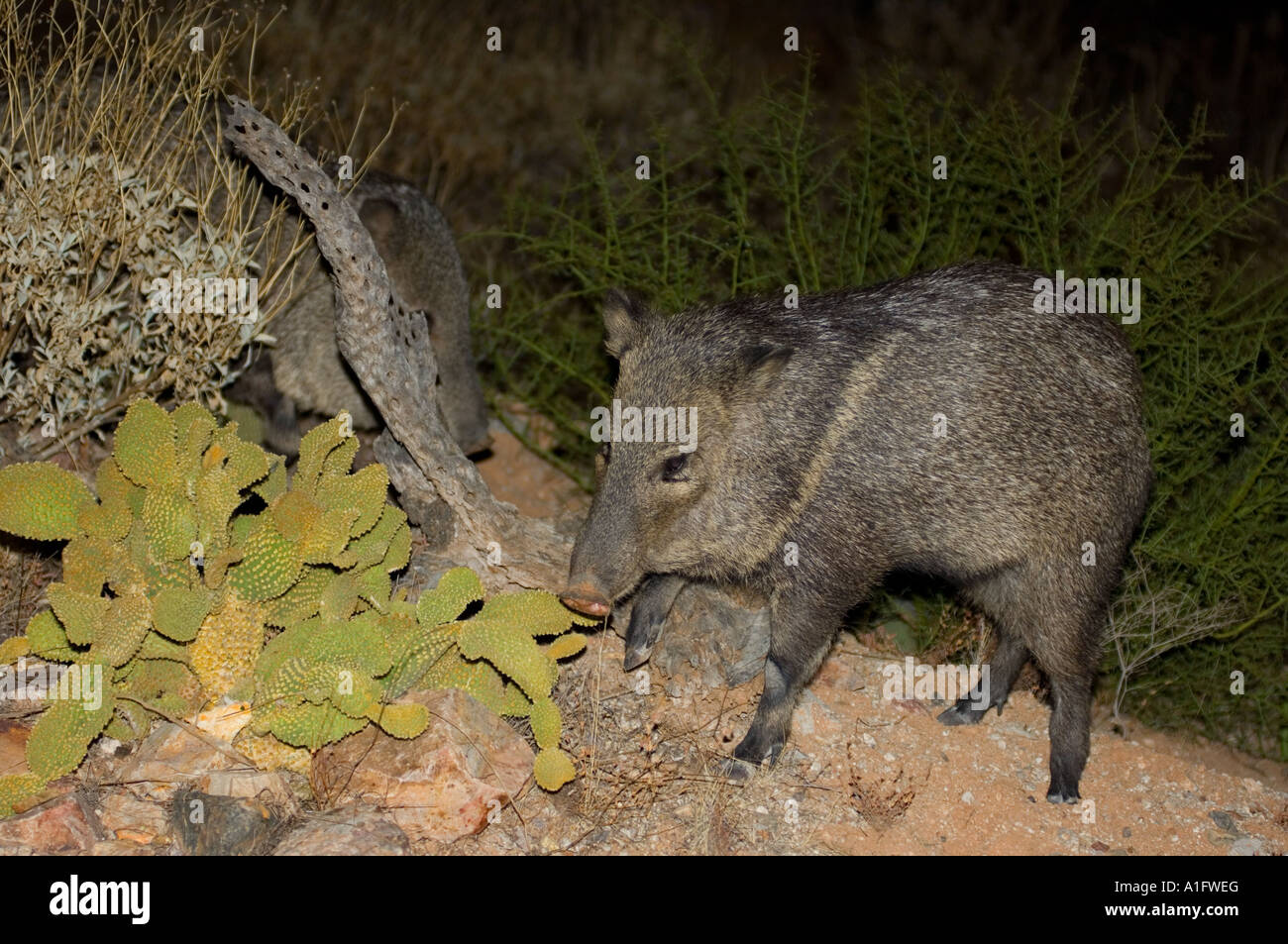 collared peccary Dicotyles tajacu or javelina roam the semidesert area ...