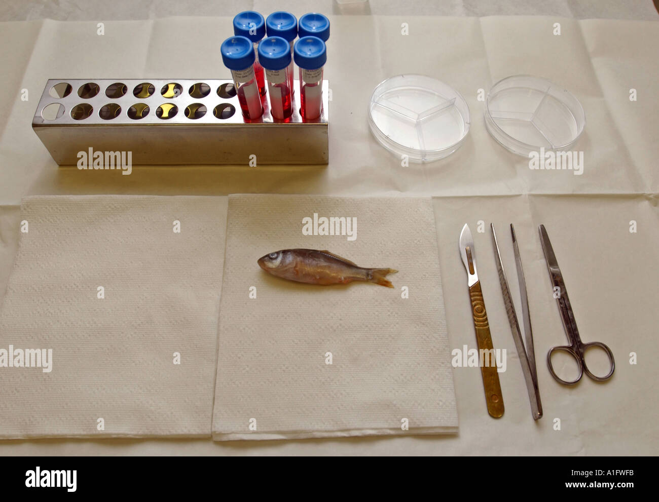 Scientific study on fish species hi-res stock photography and images ...