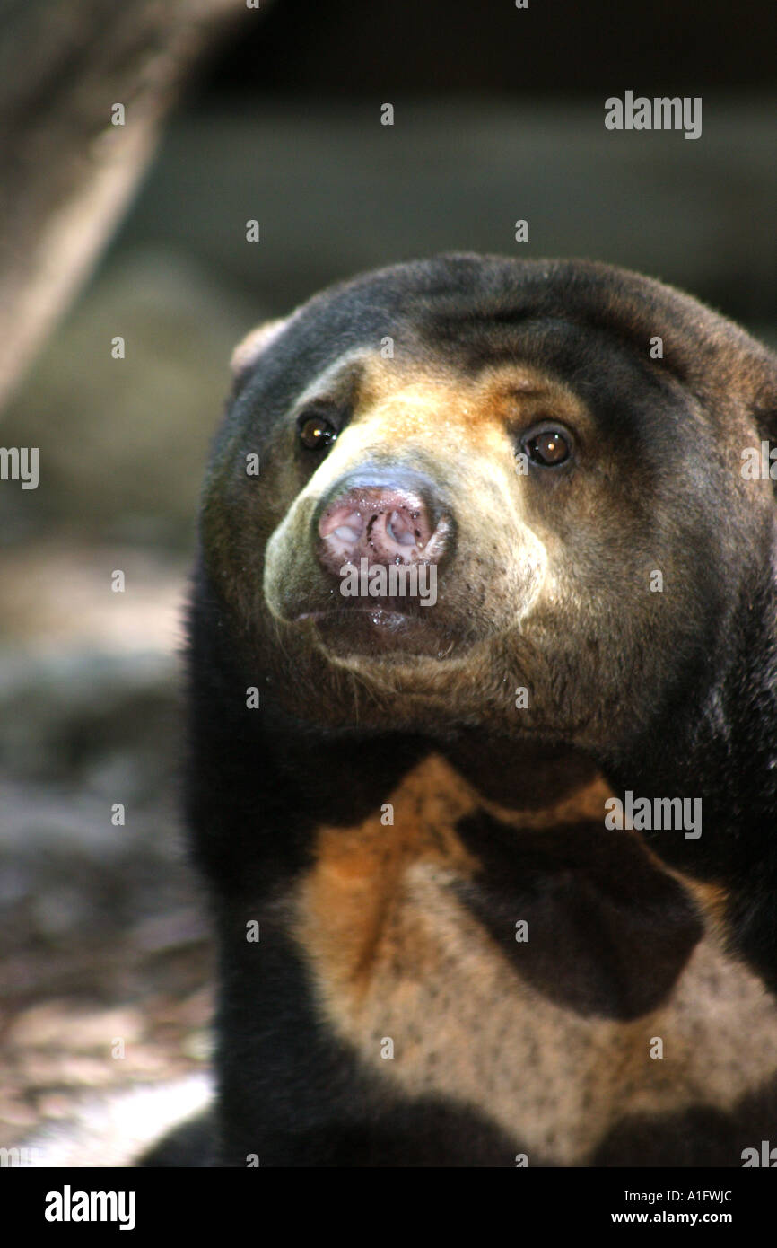 Sun bear sunbear ursinae hi-res stock photography and images - Alamy