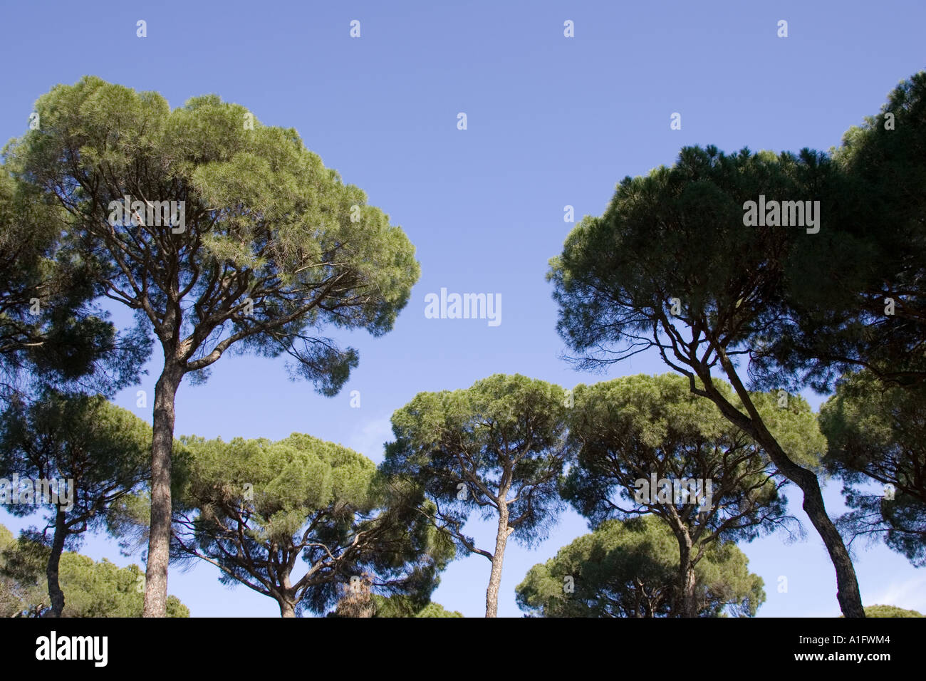 Pine trees in a Mediterranean forest Stock Photo - Alamy