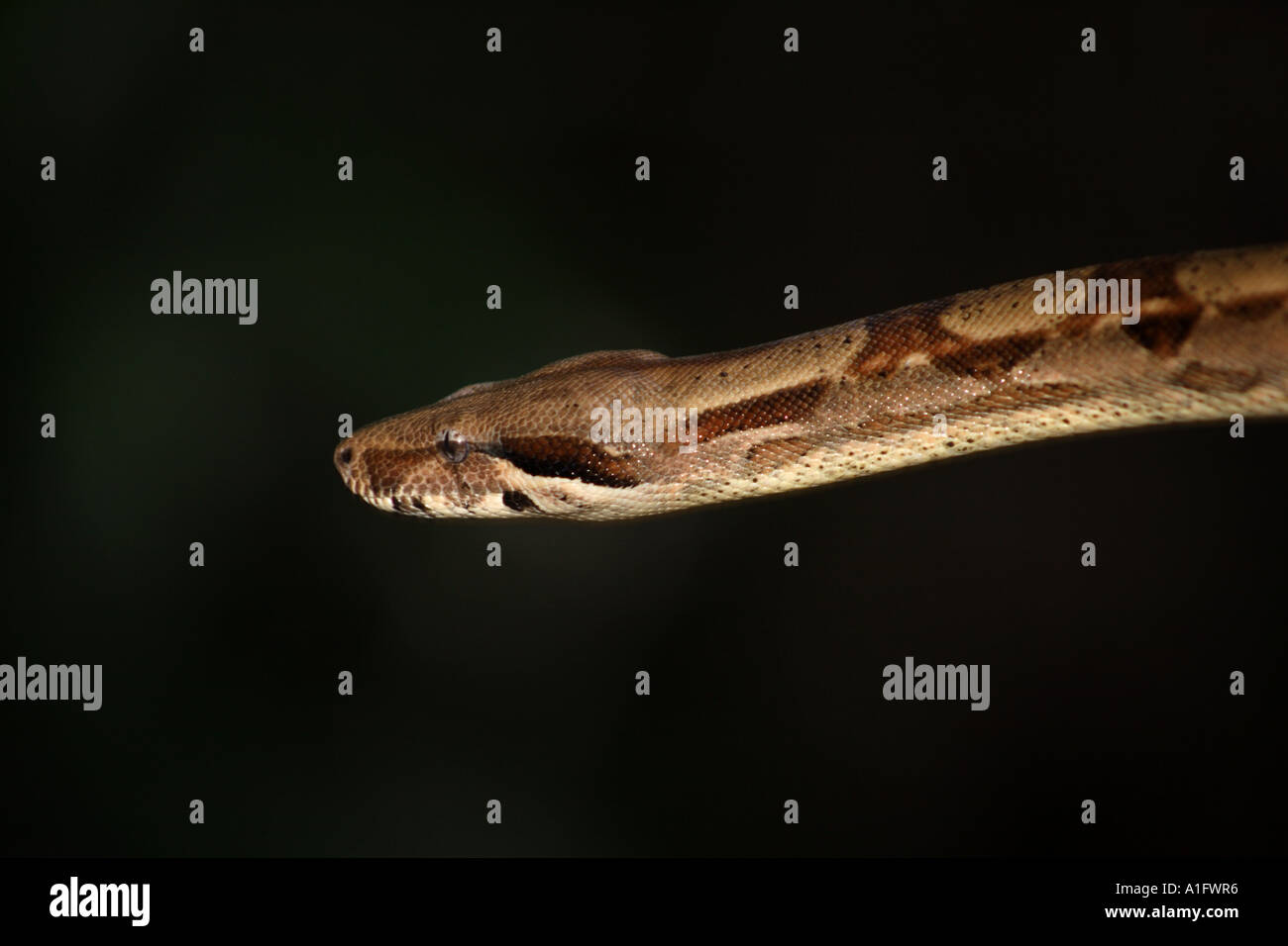 Captive Grass Snake High Resolution Stock Photography and Images - Alamy