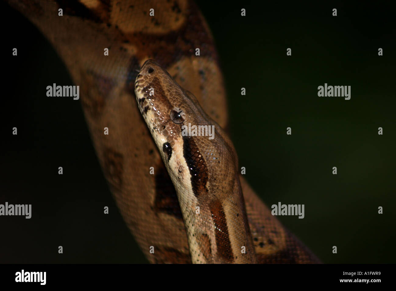 SNAKE HEAD HORIZONTAL BAPDA4447 Stock Photo - Alamy