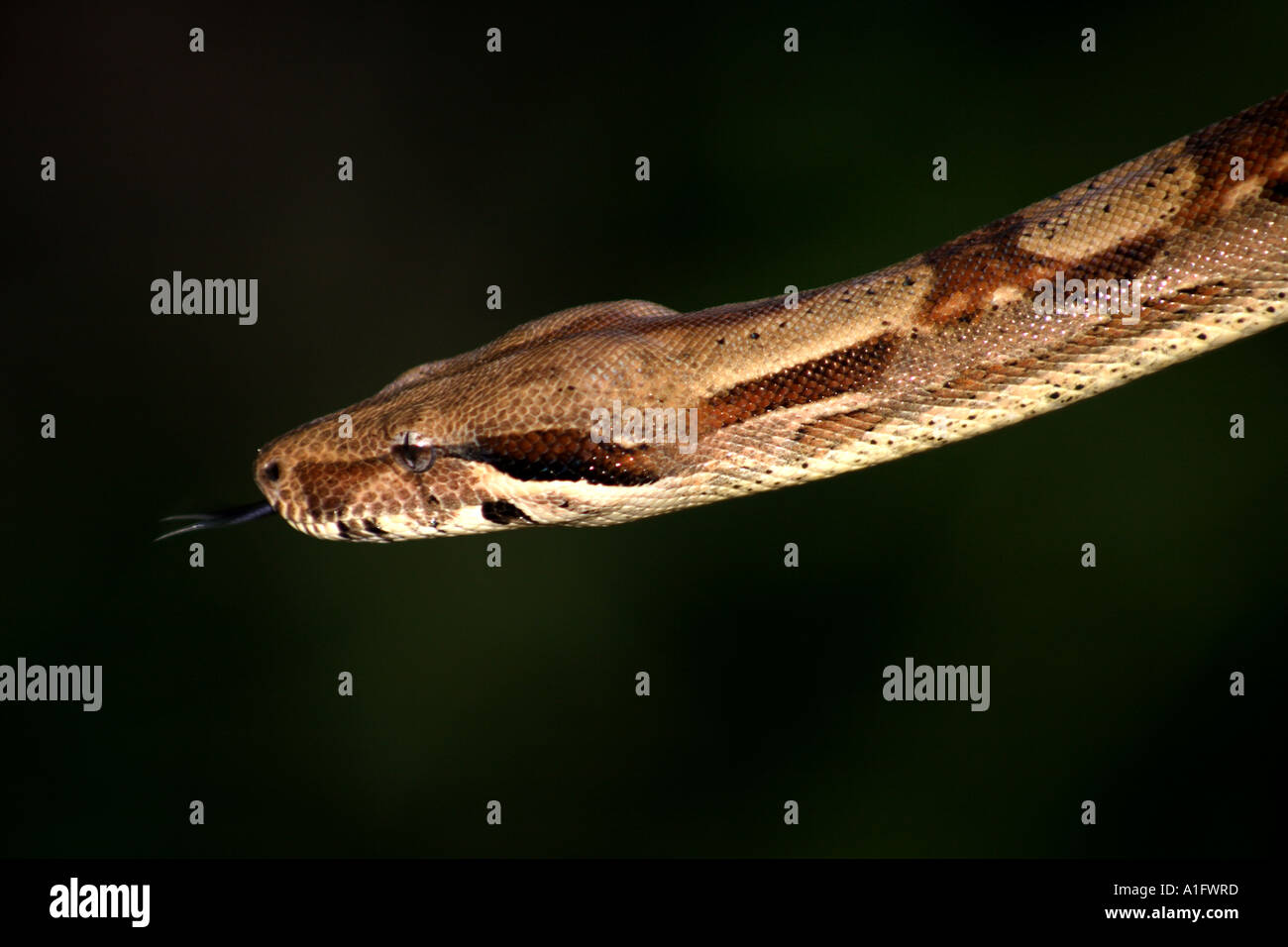 SNAKE HEAD HORIZONTAL BAPDA4448 Stock Photo - Alamy