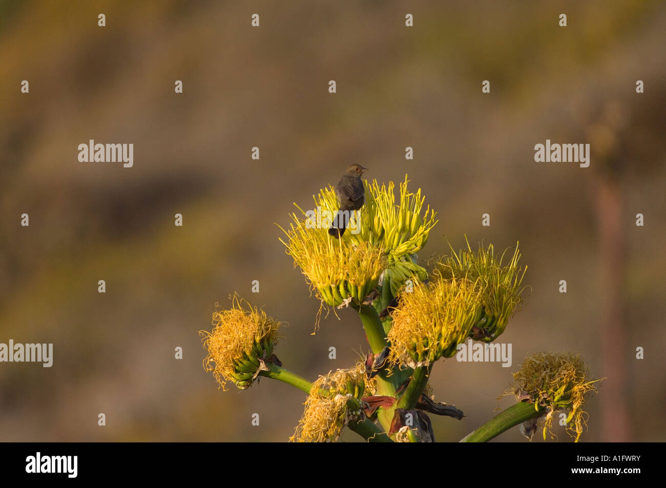 California towhee Pipilo crissalis perched on desert wildflowers at La ...