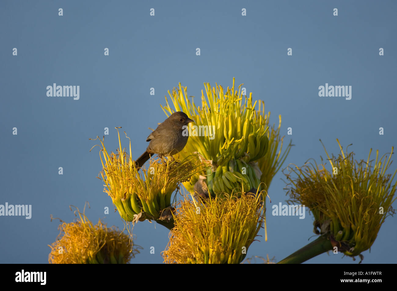 California towhee Pipilo crissalis perched on desert wildflowers at La ...