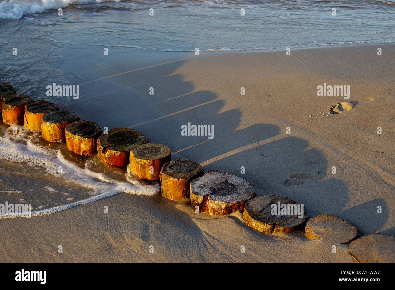tree trunks on a beach Stock Photo - Alamy