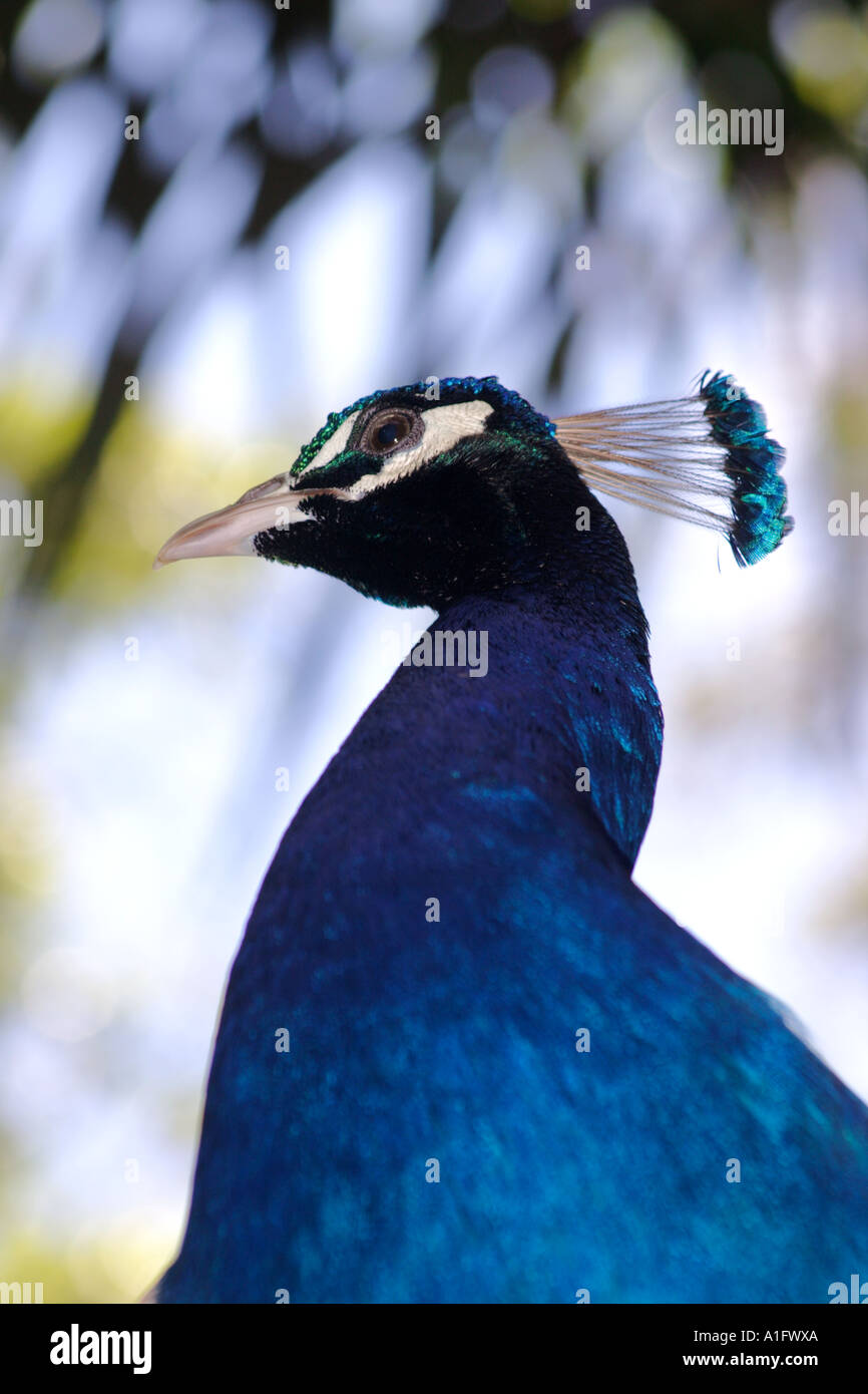 PORTRAIT OF A PEACOCK HEAD Stock Photo - Alamy