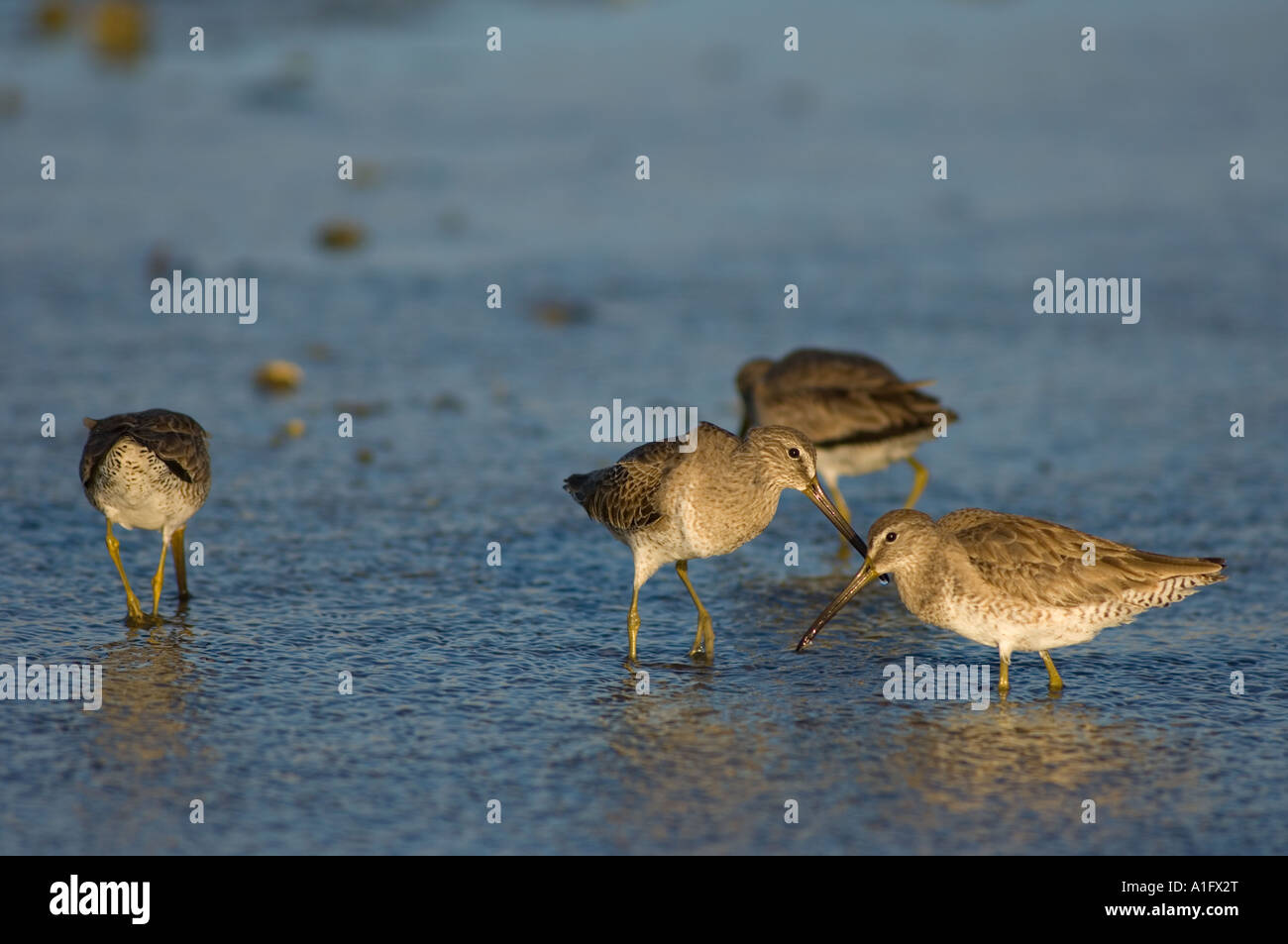 arctic shorebirds feeding on crustaceans and invertebrates in Scammons ...