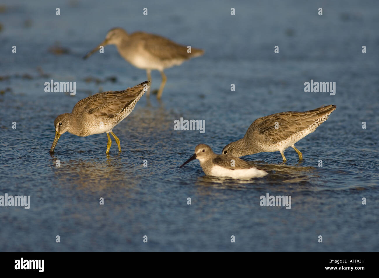 arctic shorebirds feeding on crustaceans and invertebrates in Scammons ...