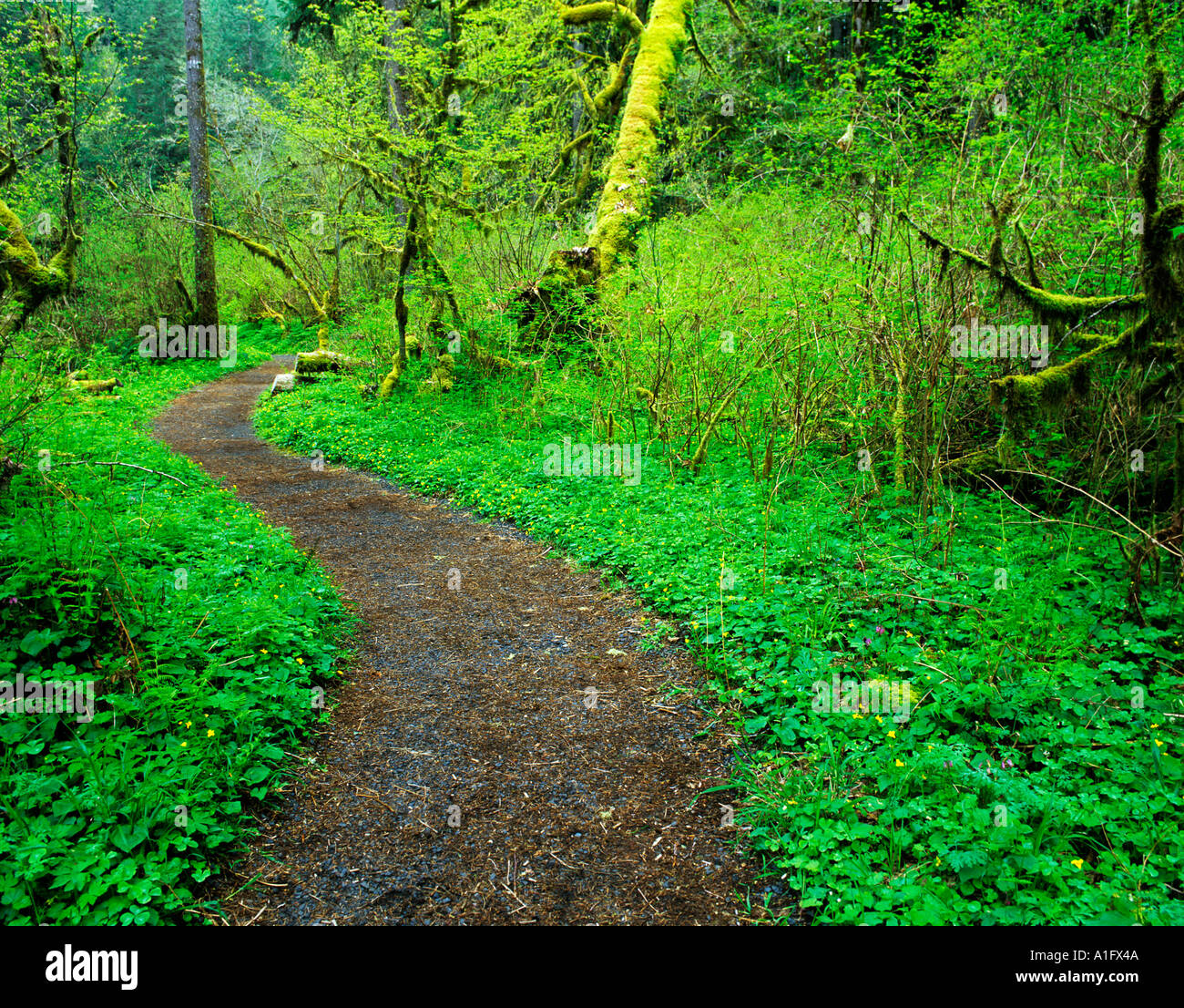 Path with early spring growth Silver Falls State Park Oregon Stock ...