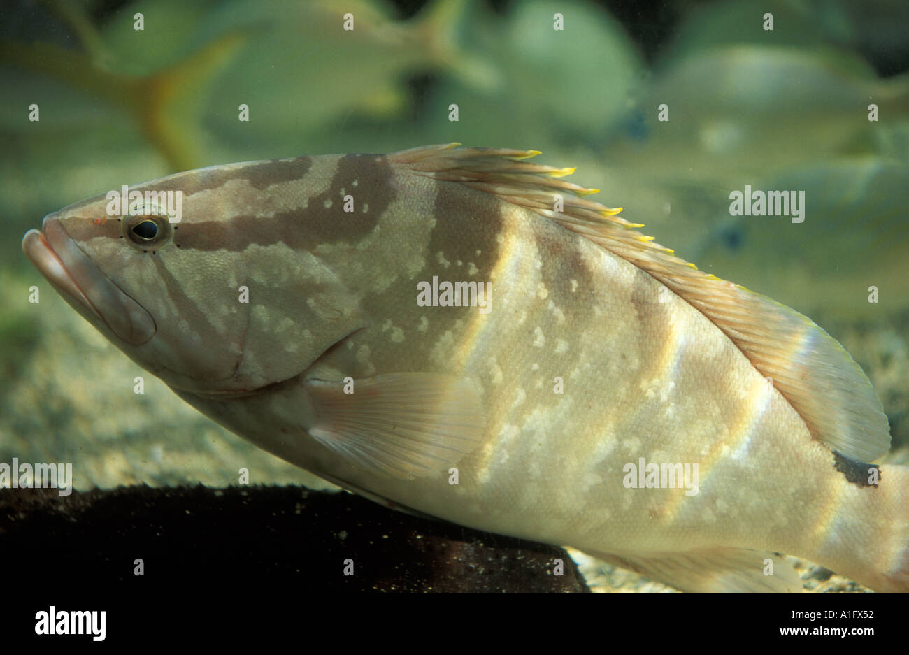 Fish in Curacao aquariam, Curacao Stock Photo - Alamy