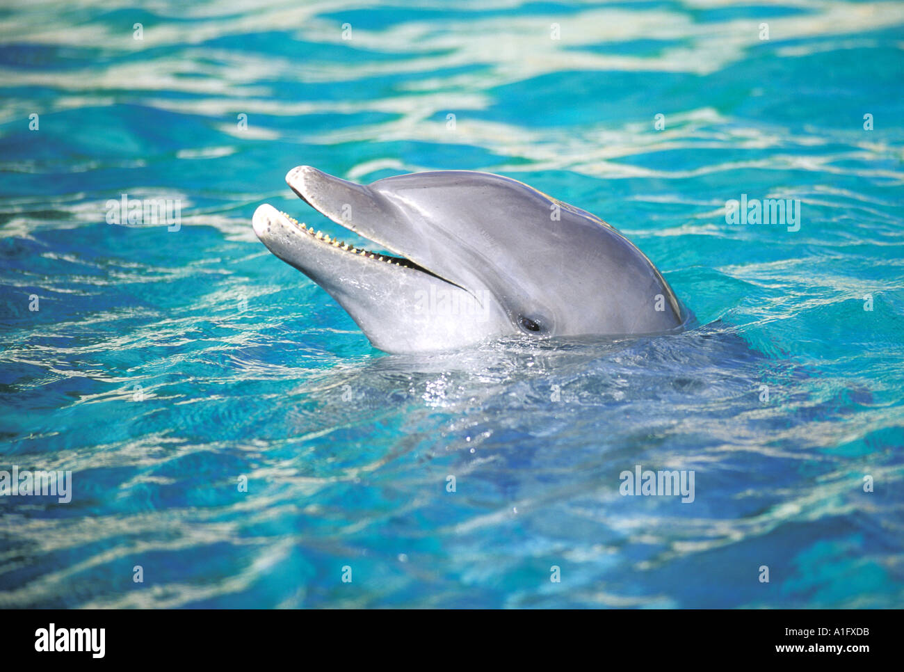 CARIBBEAN Willemstad Curacao Smiling Dolphin at Curcao Sea Aquarium ...