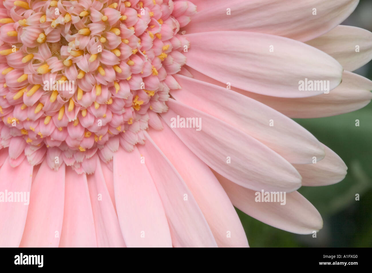 Germini flower hi-res stock photography and images - Alamy