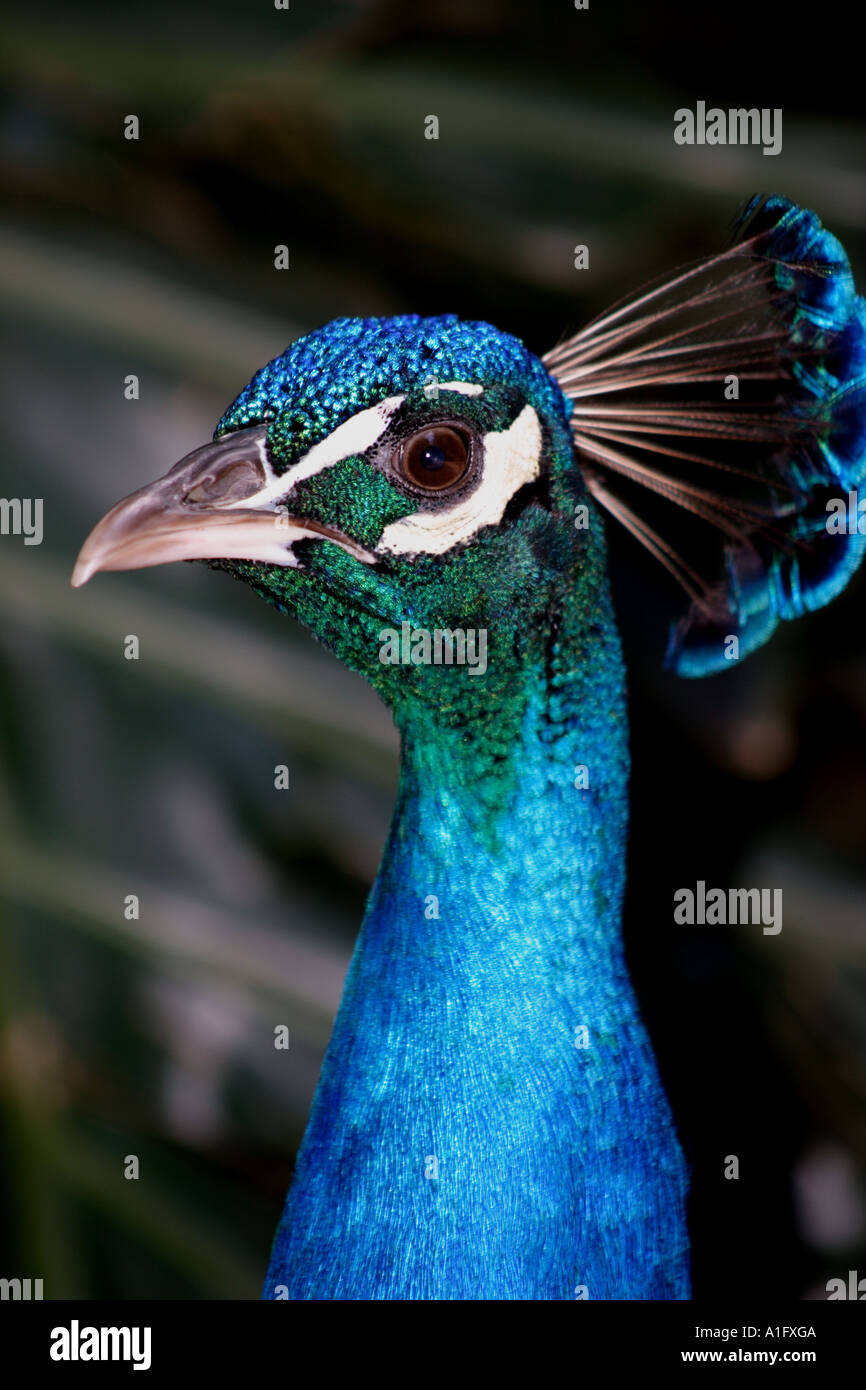 PORTRAIT OF A PEACOCK HEAD Stock Photo - Alamy
