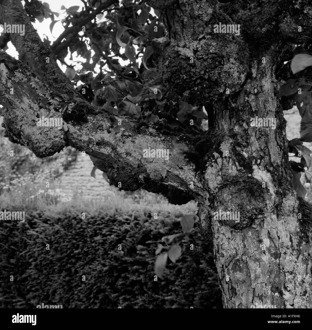 Apple tree bough old Black and White Stock Photos & Images - Alamy