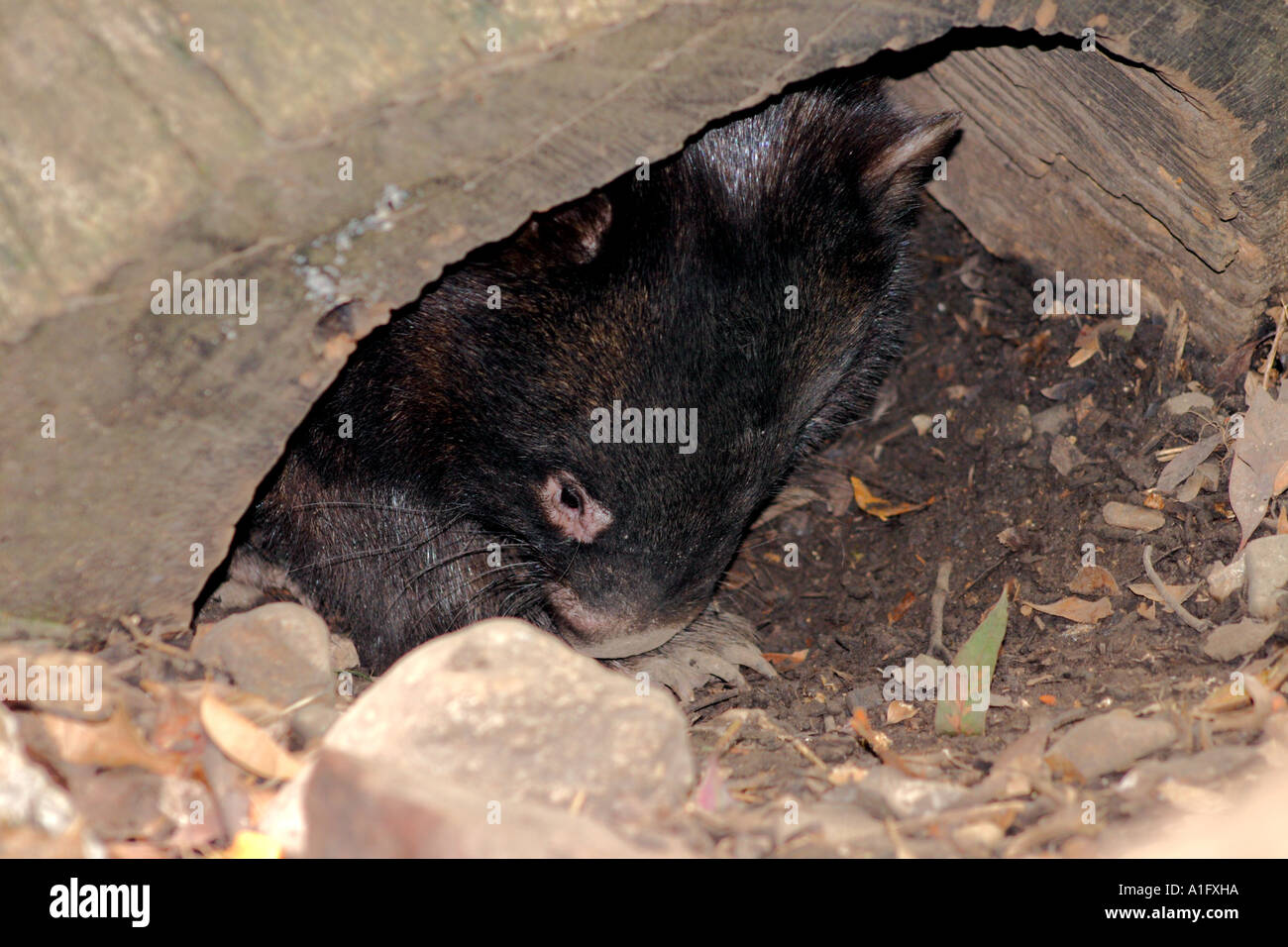 WOMBAT HIDING UDER A LOG CLOSE UP Stock Photo - Alamy