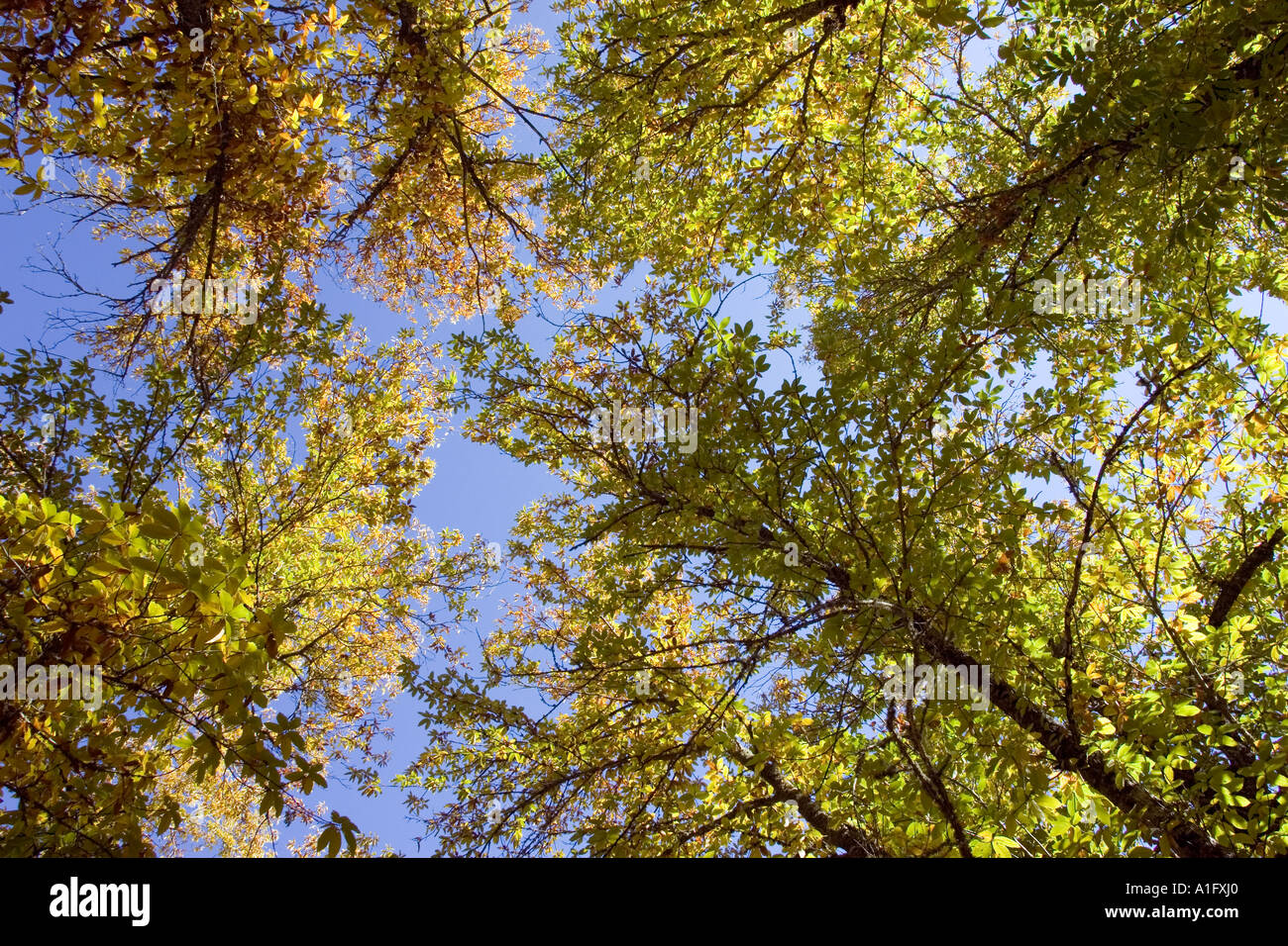 Golden tree crowns hi-res stock photography and images - Alamy