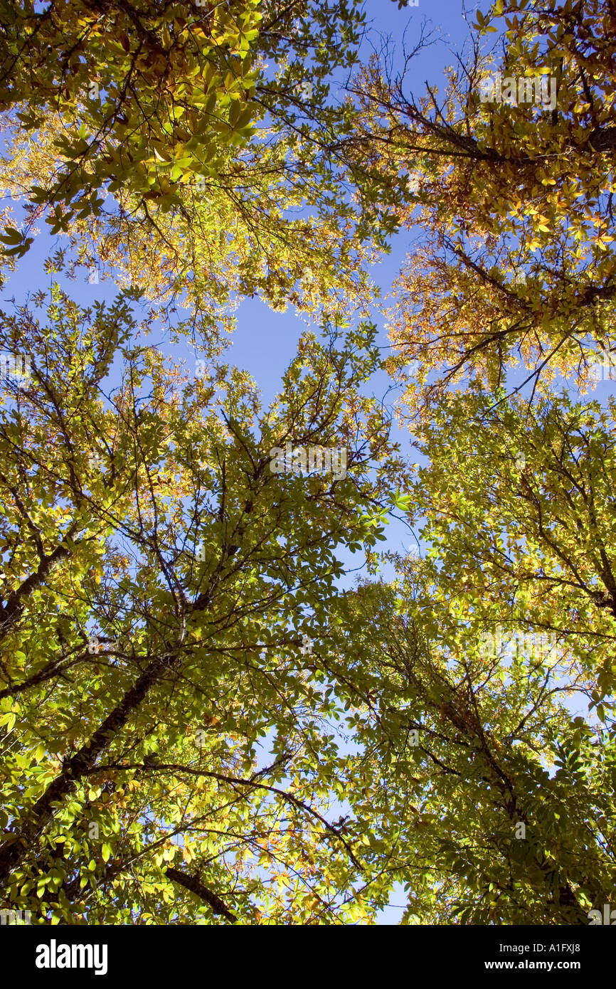 Golden tree crowns hi-res stock photography and images - Alamy