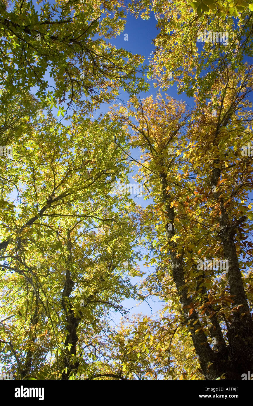 Chestnut trees from a low angle, Spain Stock Photo - Alamy