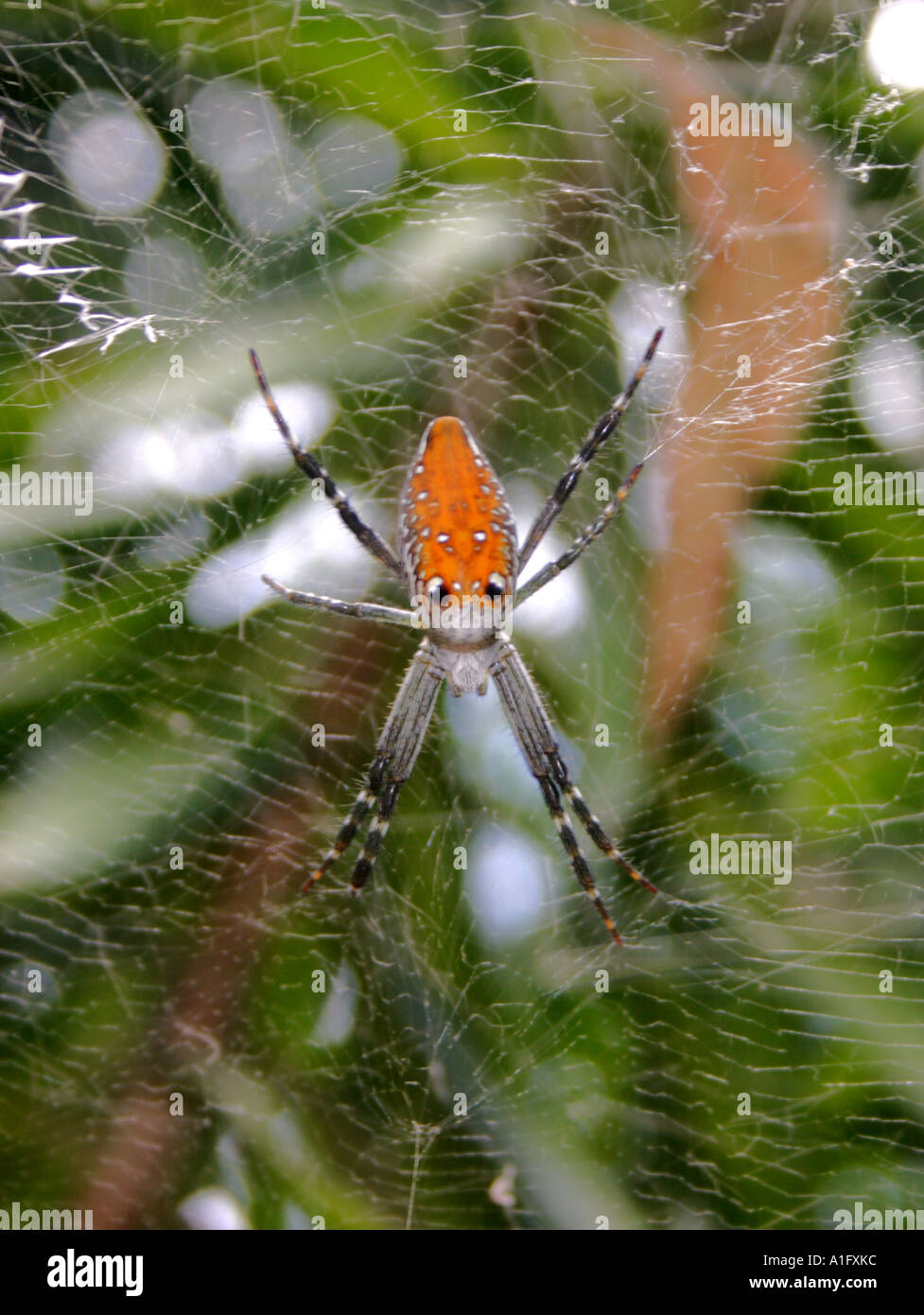 A CLOSE UP OF A GOLDEN ORB SPIDER Stock Photo - Alamy