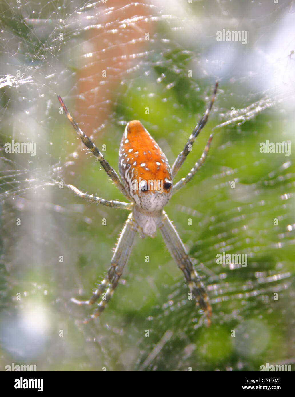 Arachid hi-res stock photography and images - Alamy