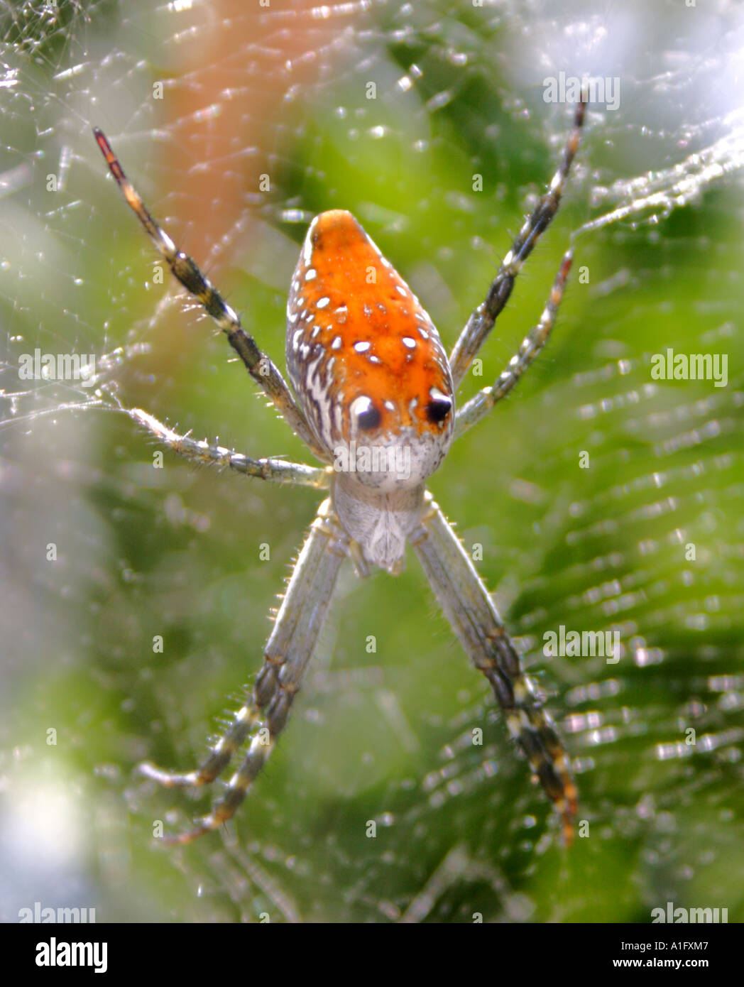 A GOLDEN ORB SPIDER Stock Photo - Alamy