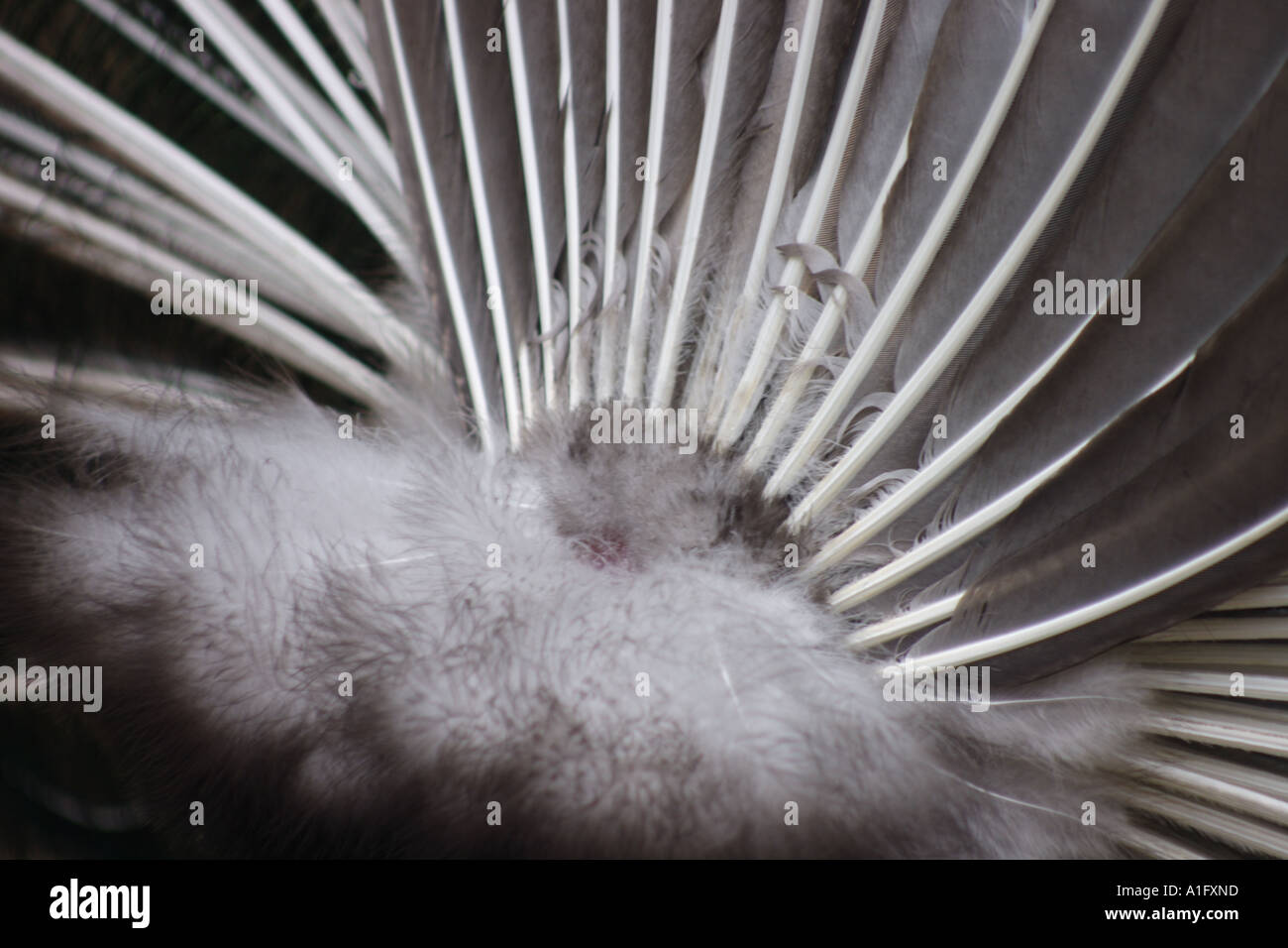 CLOSE UP OF A PEACOCK BUM / BACKSIDE / BOTTOM POSTERIOR Stock Photo - Alamy
