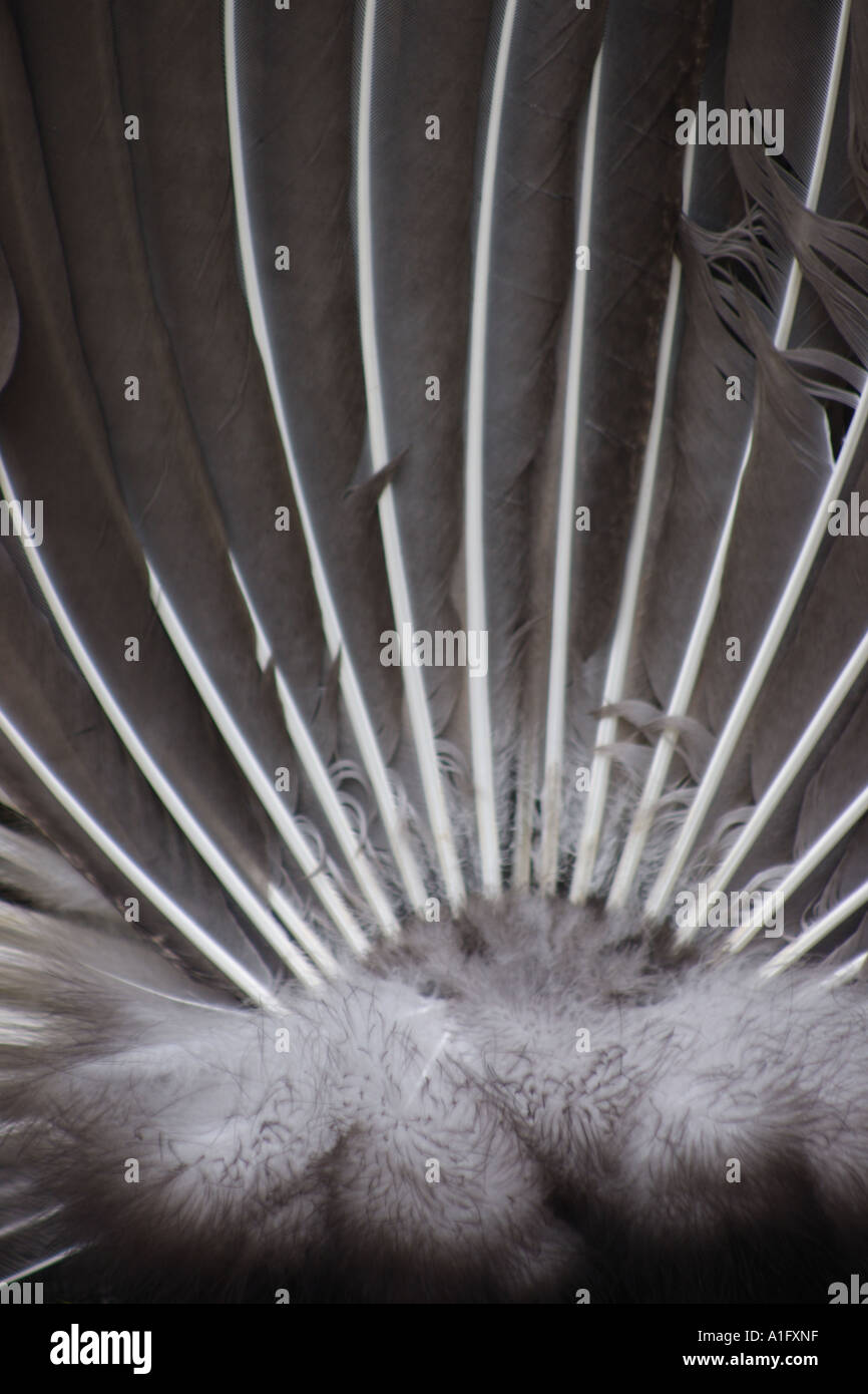 CLOSE UP OF A PEACOCK BUM / BACKSIDE / BOTTOM POSTERIOR Stock Photo - Alamy