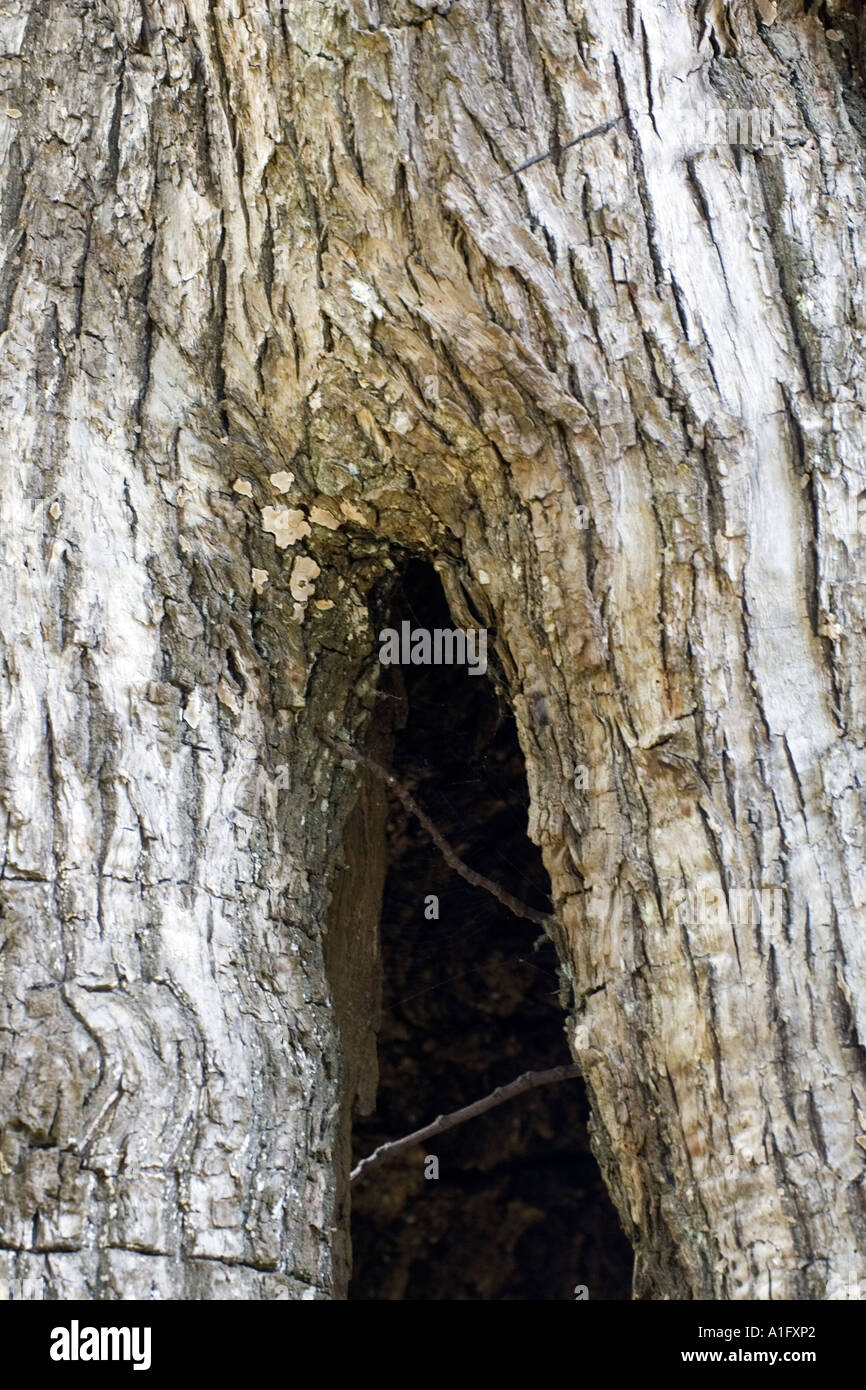 Tree Trunk resembling human legs Stock Photo - Alamy