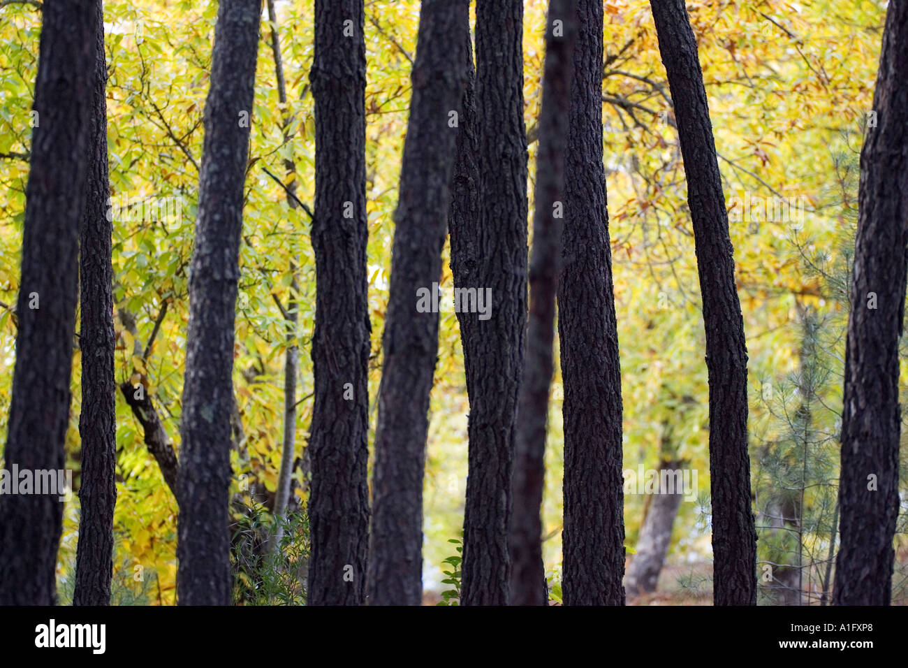 Pine tree forest in the fall Stock Photo - Alamy