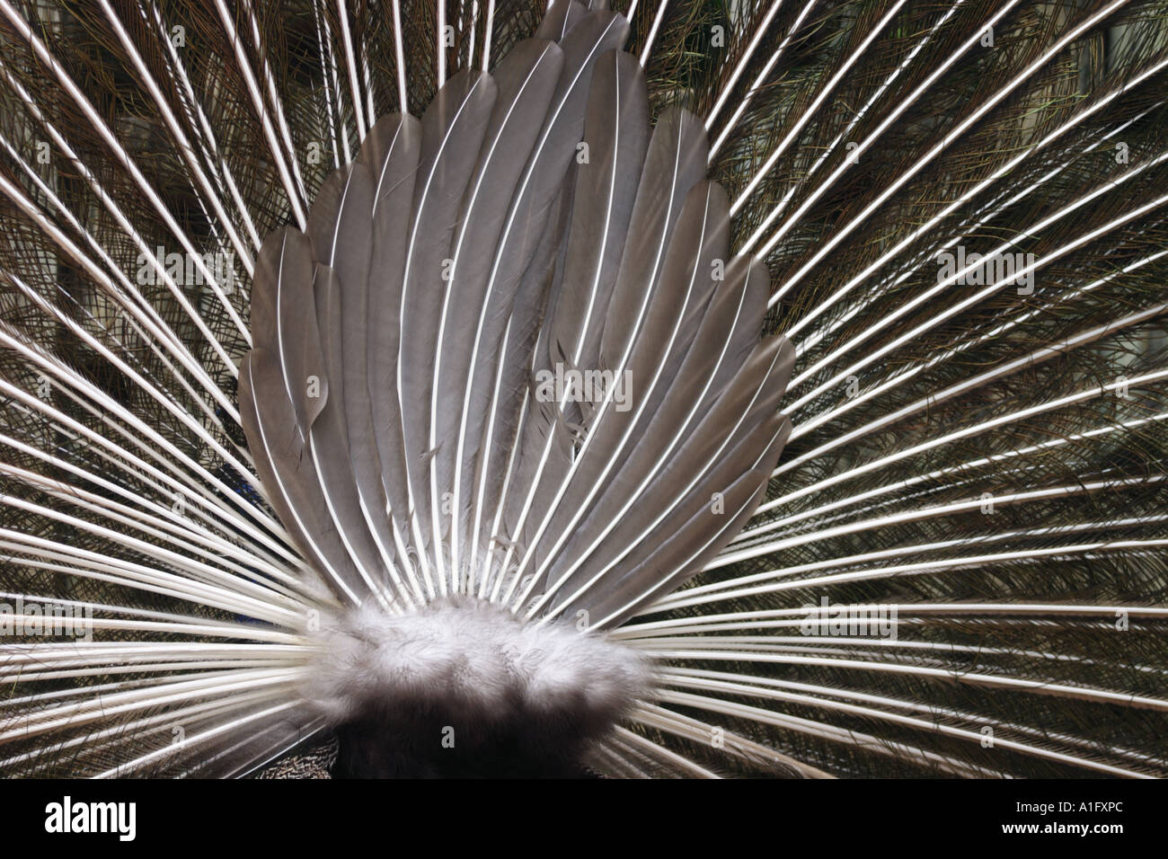 Peacock backside hi-res stock photography and images - Alamy