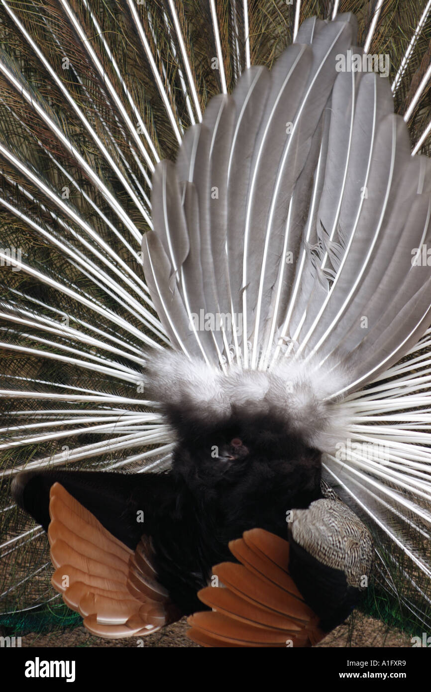 CLOSE UP OF A PEACOCK BUM / BACKSIDE / BOTTOM POSTERIOR Stock Photo - Alamy