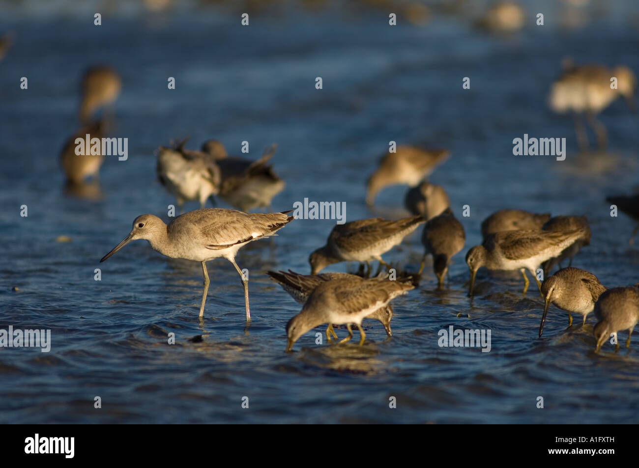 arctic shorebirds feeding on crustaceans and invertebrates in Scammons ...