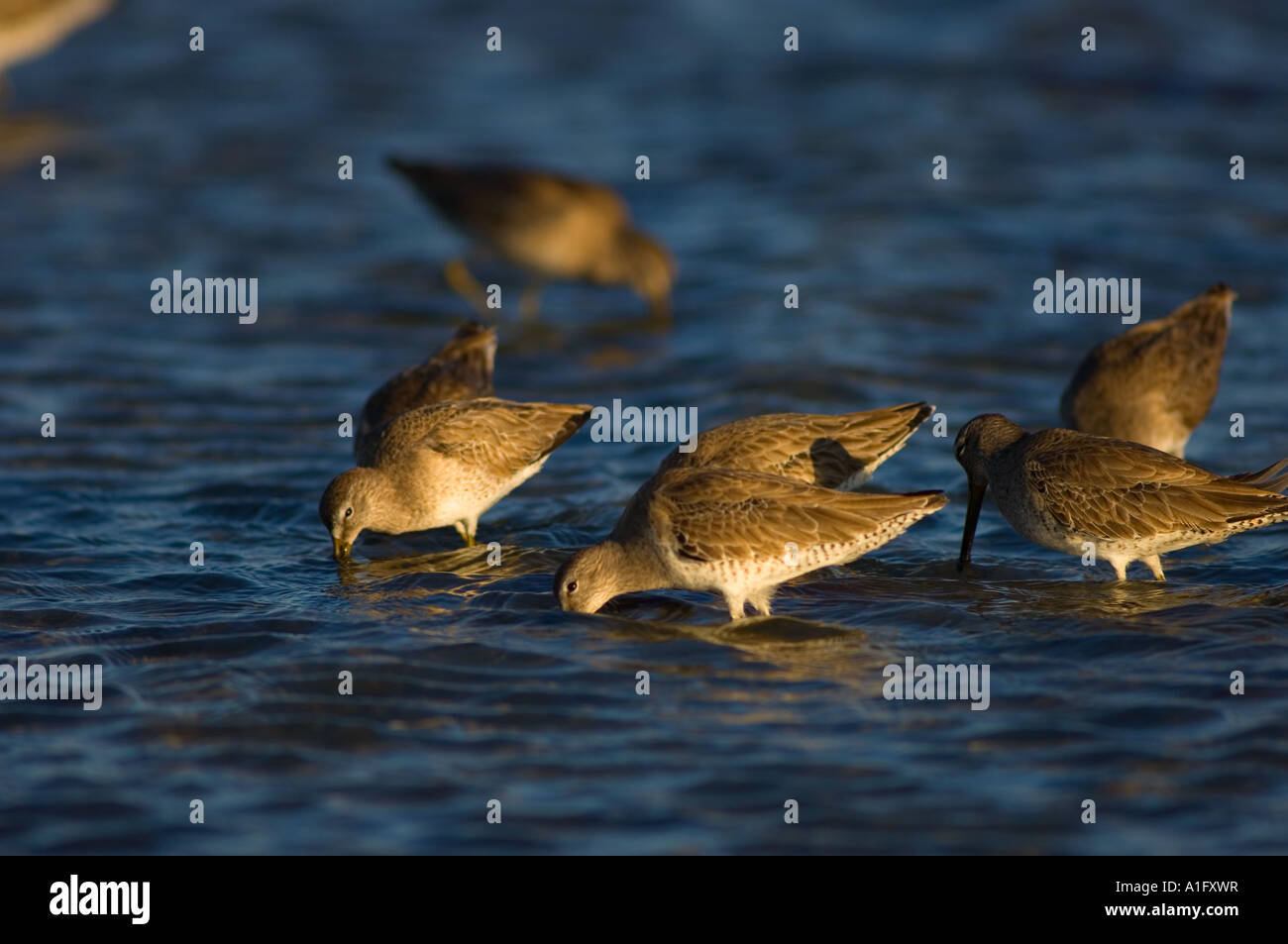 arctic shorebirds feeding on crustaceans and invertebrates in Scammons ...