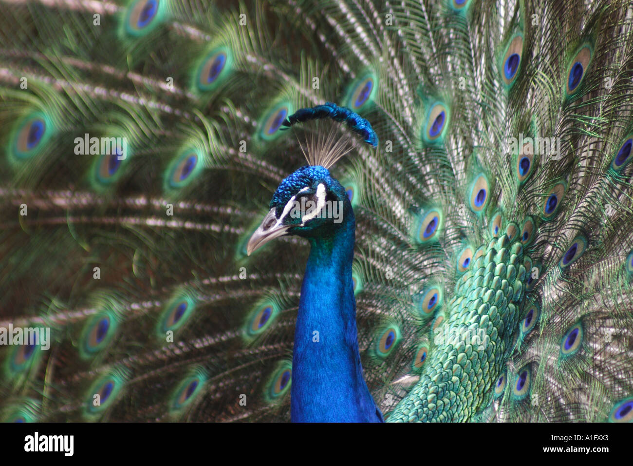 MALE PORTRAIT OF A PEACOCK HEAD Stock Photo - Alamy
