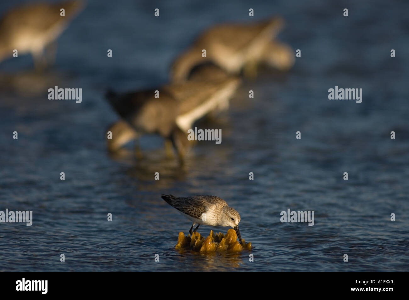 arctic shorebirds feeding on crustaceans and invertebrates in Scammons ...