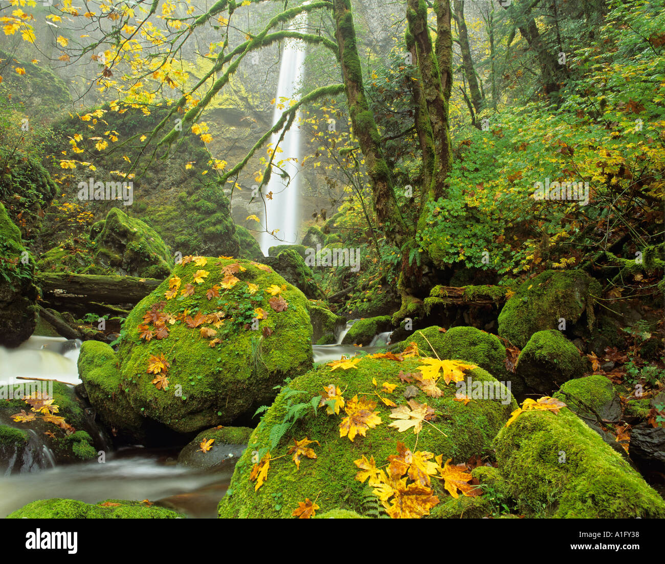 Elowah Falls and maple leaves in fall color Columbia River Gorge ...