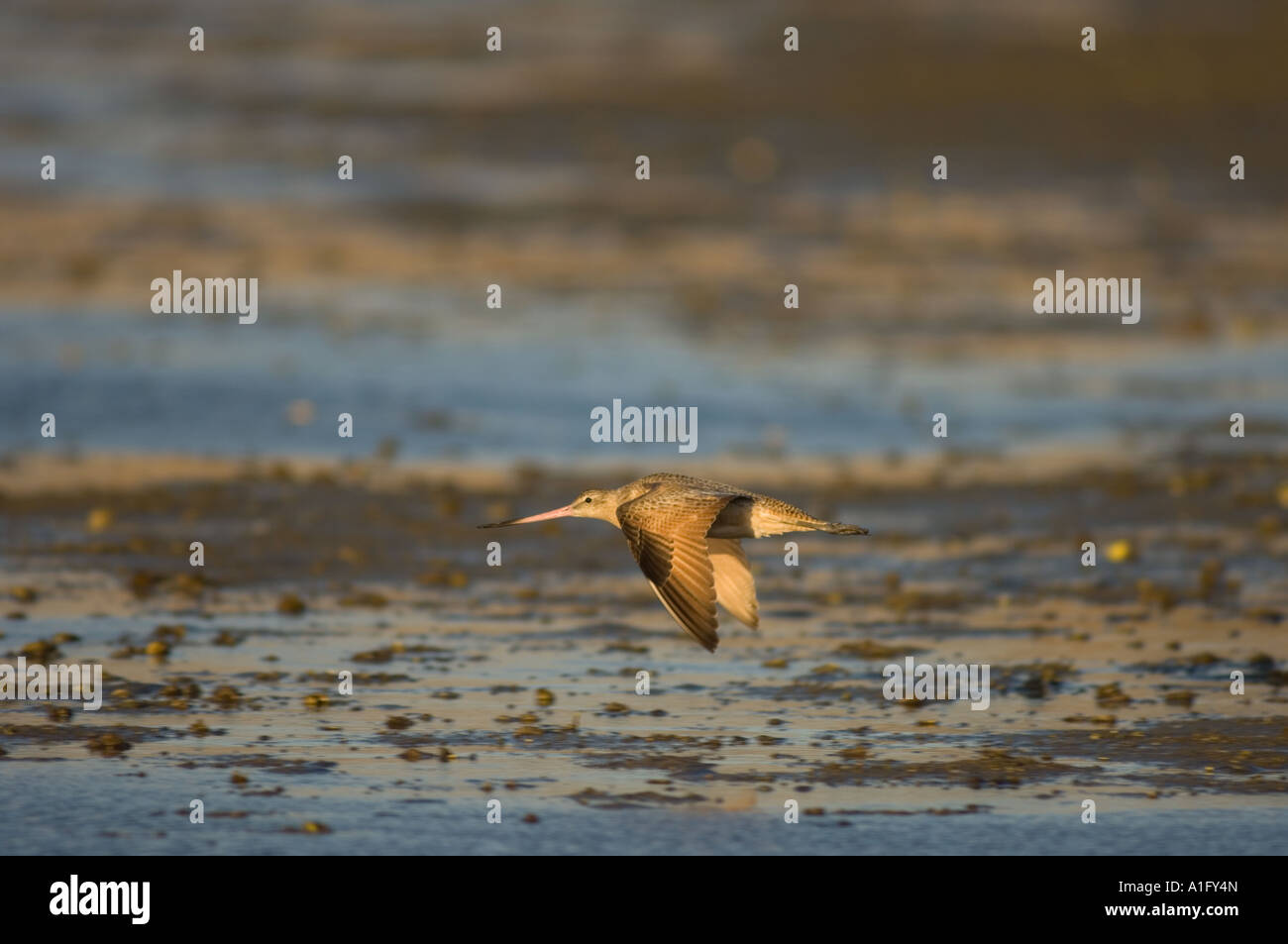 arctic shorebird feeding on crustaceans and invertebrates in Scammon s ...