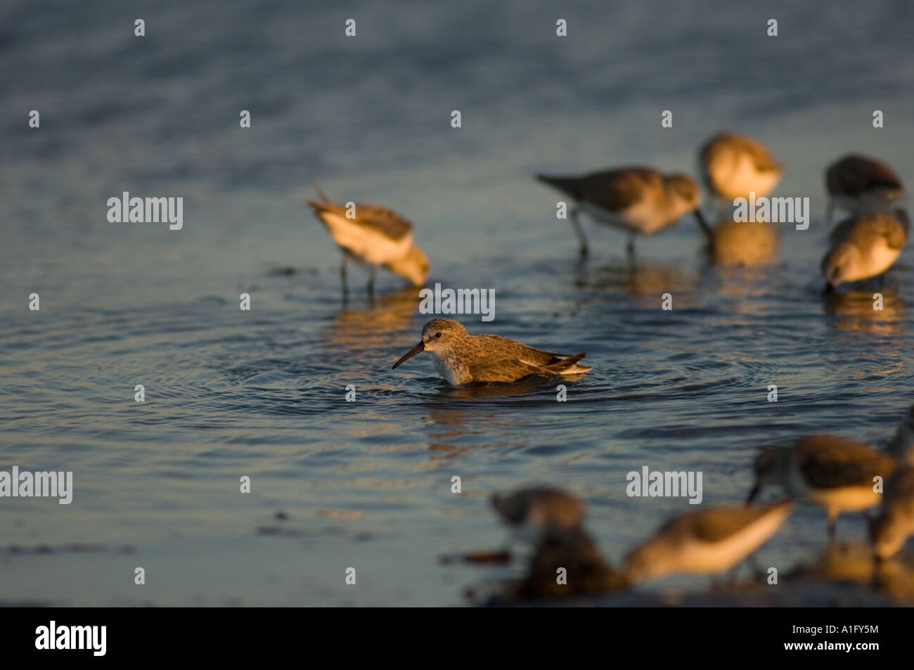 arctic shorebirds feeding on crustaceans and invertebrates in Scammons ...