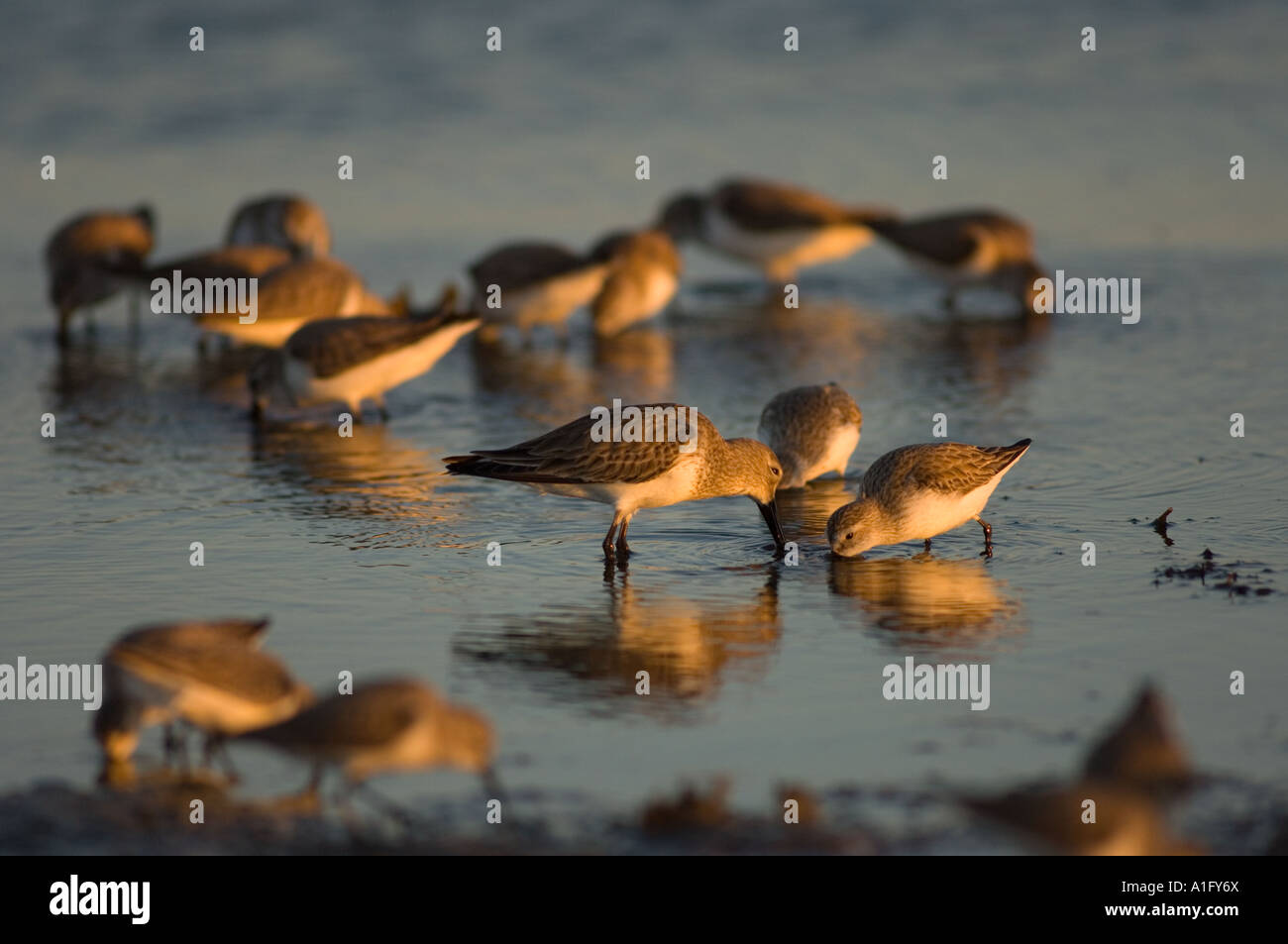 arctic shorebirds feeding on crustaceans and invertebrates in Scammons ...